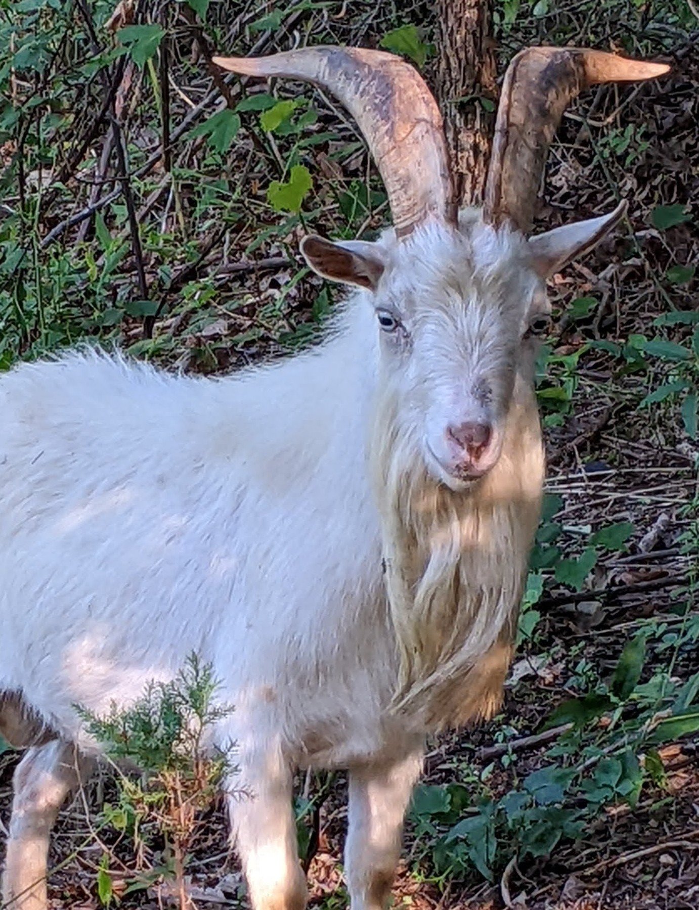 Nigerian Dwarf Buck on Farmish