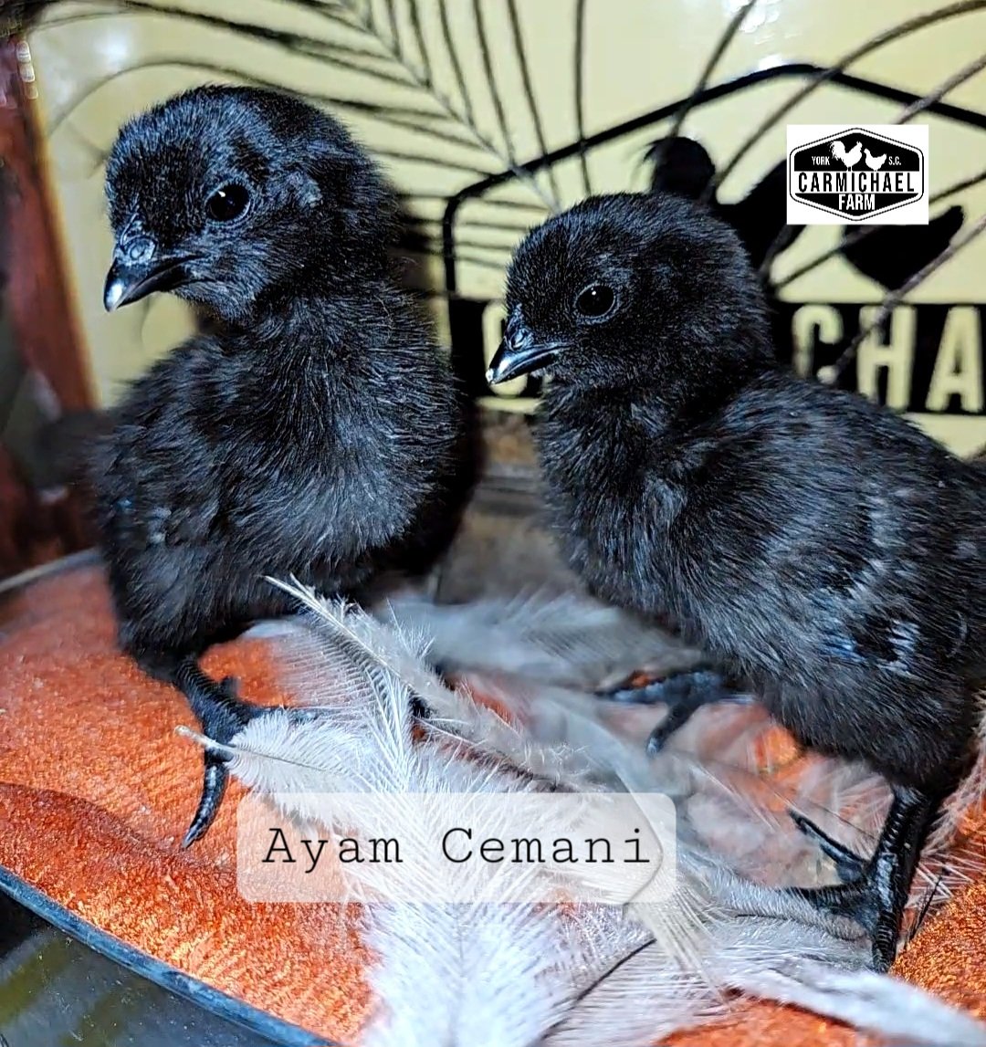 Ayam Cemani chicks on Farmish