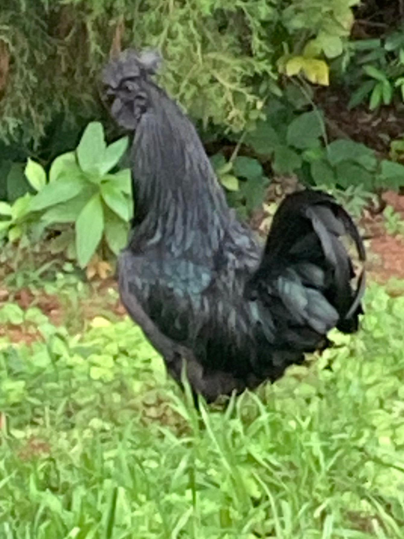 Ayam Cemani Rooster on Farmish