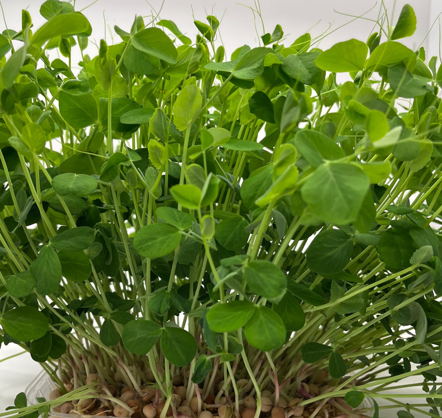 Organic living micro greens - Pea shoots on Farmish