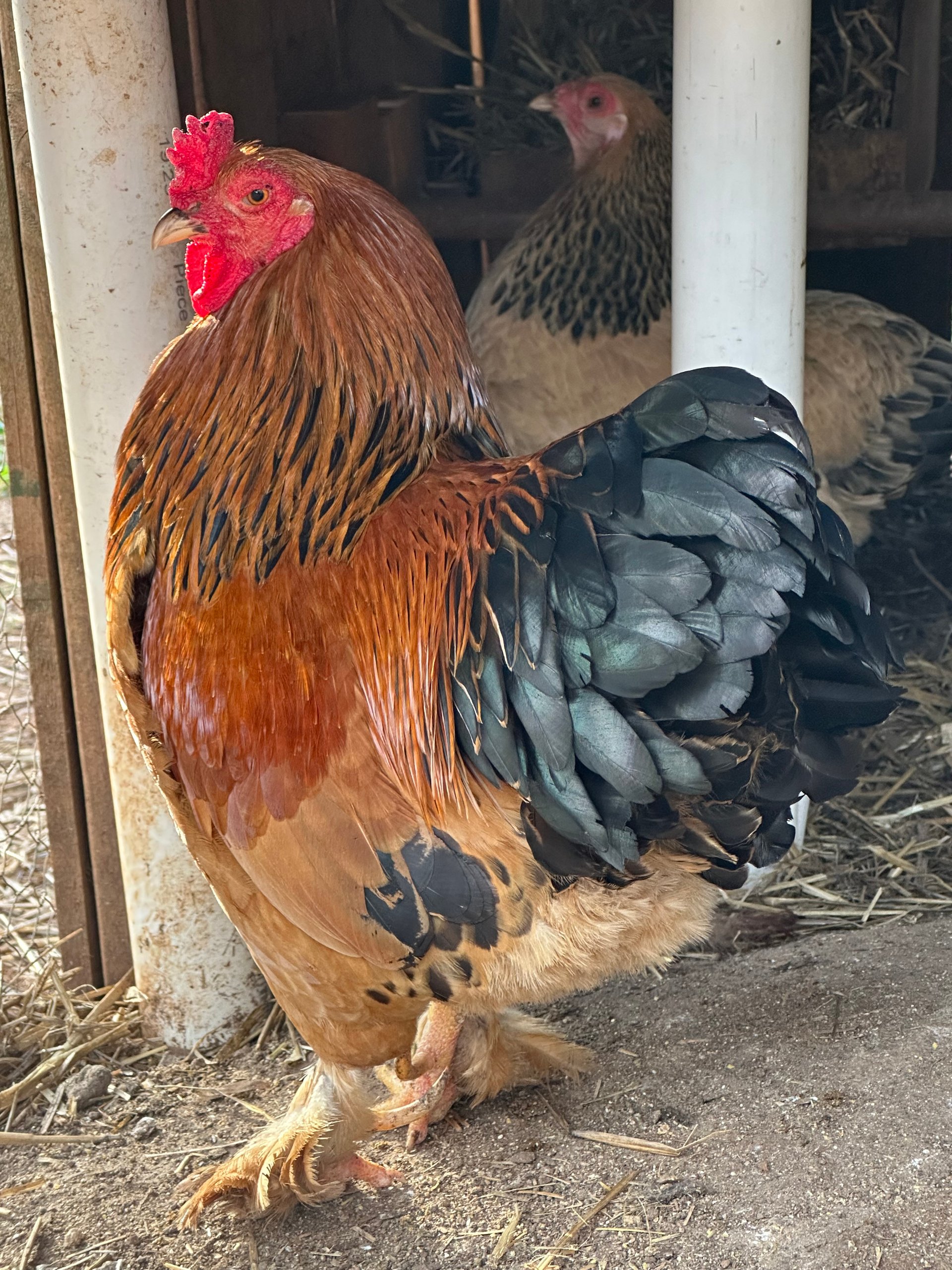 Buff Brahma Bantam Hatching 🐣 Eggs on Farmish