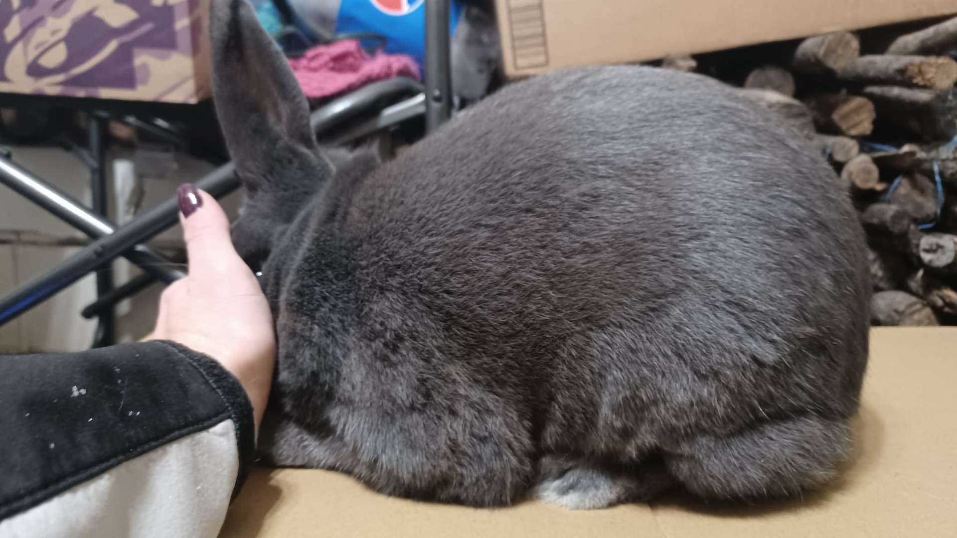 Blue New Zealand Meat Rabbit Breeder Buck-Proven & Pedigreed! on Farmish