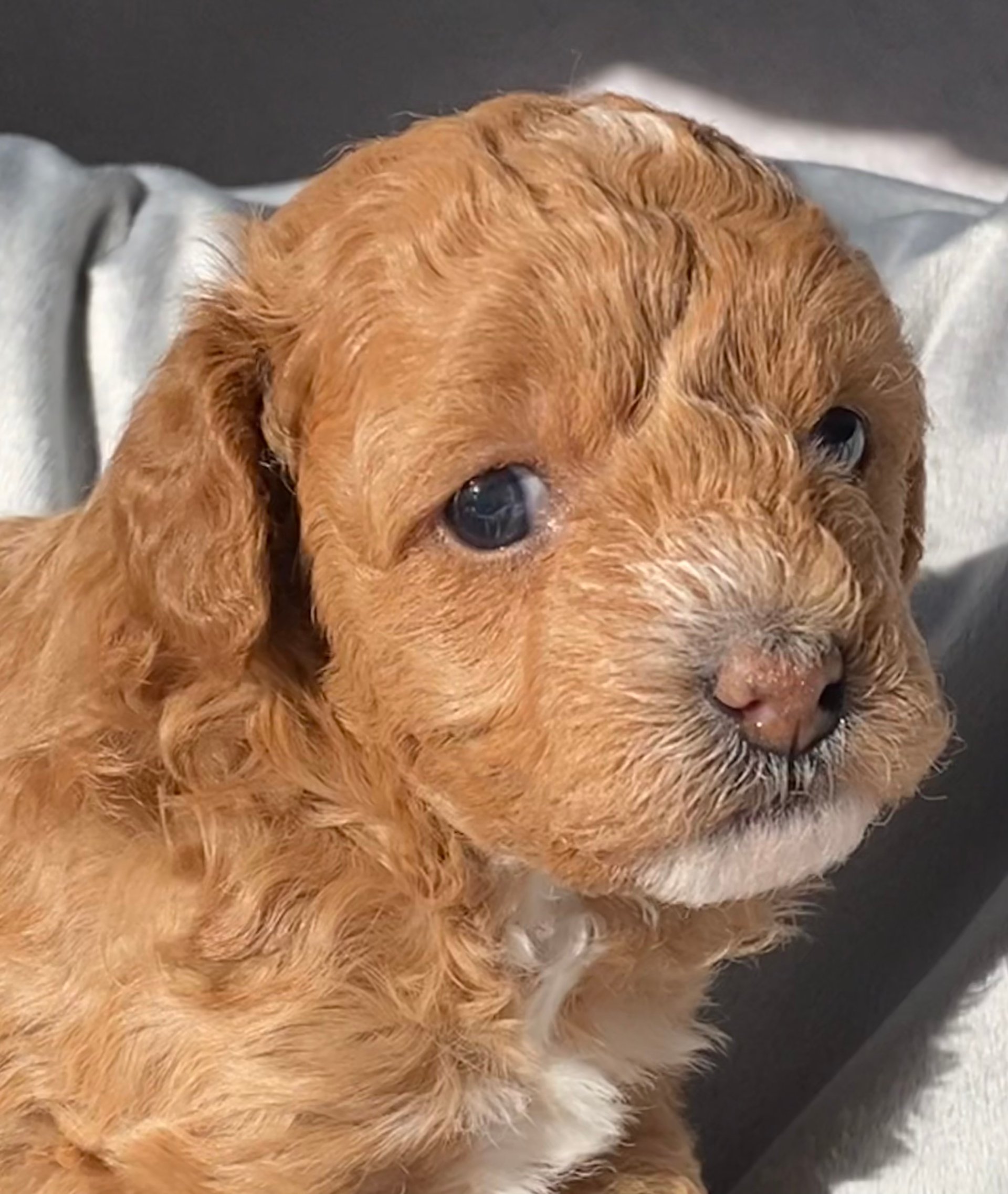 Micro-Goldendoodle puppies on Farmish