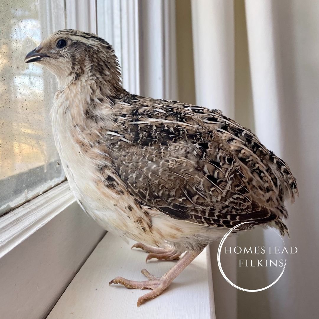 Coturnix Quail (see options) on Farmish