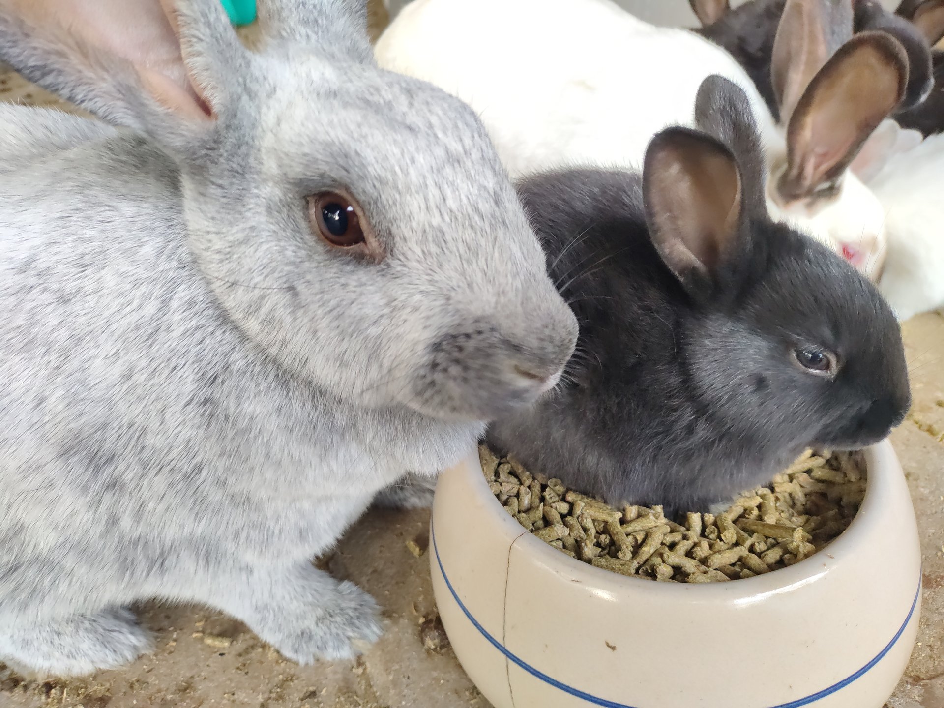 Rabbits - Champagne D'Argent on Farmish