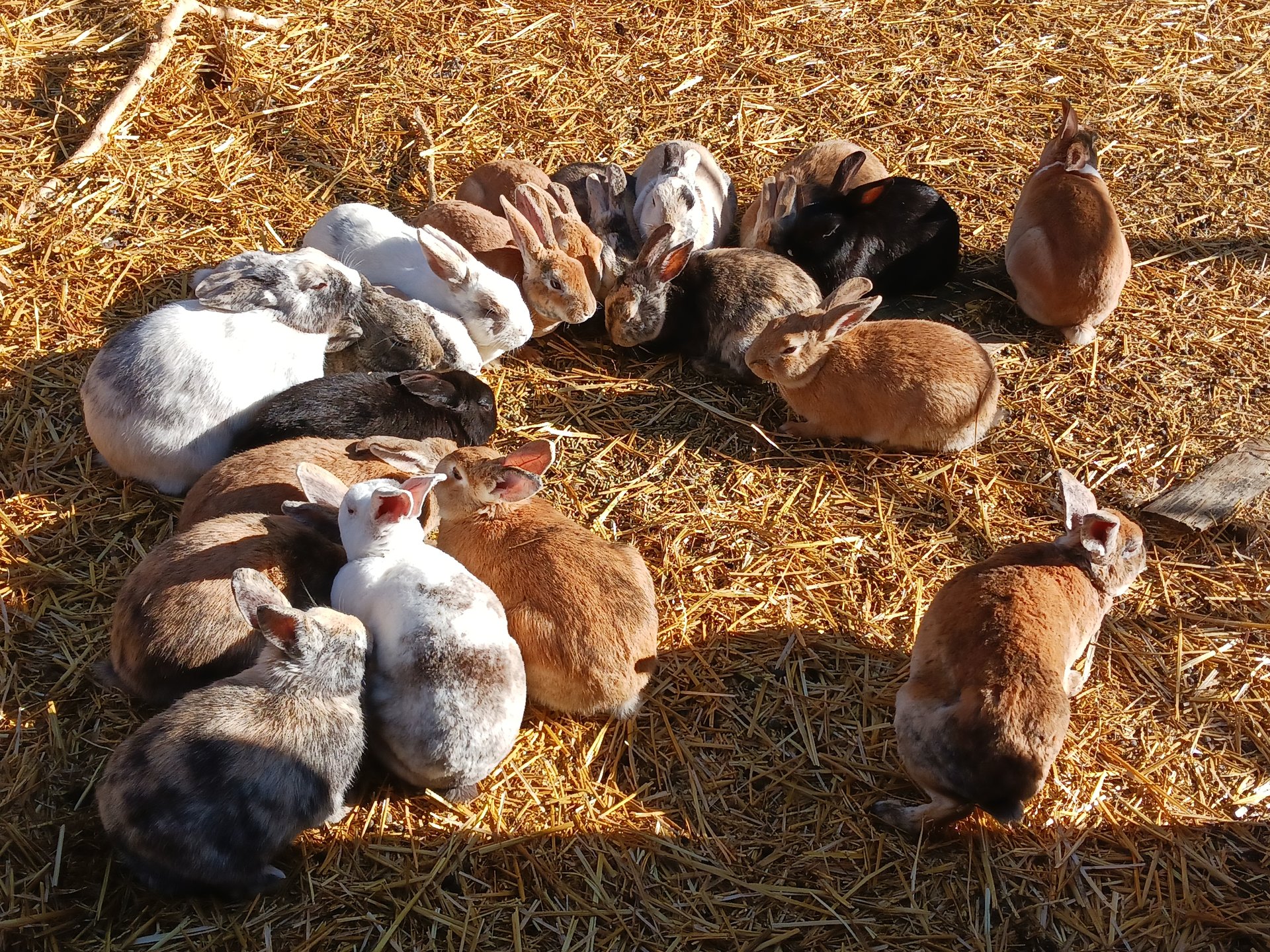 Harlequin Rabbits on Farmish