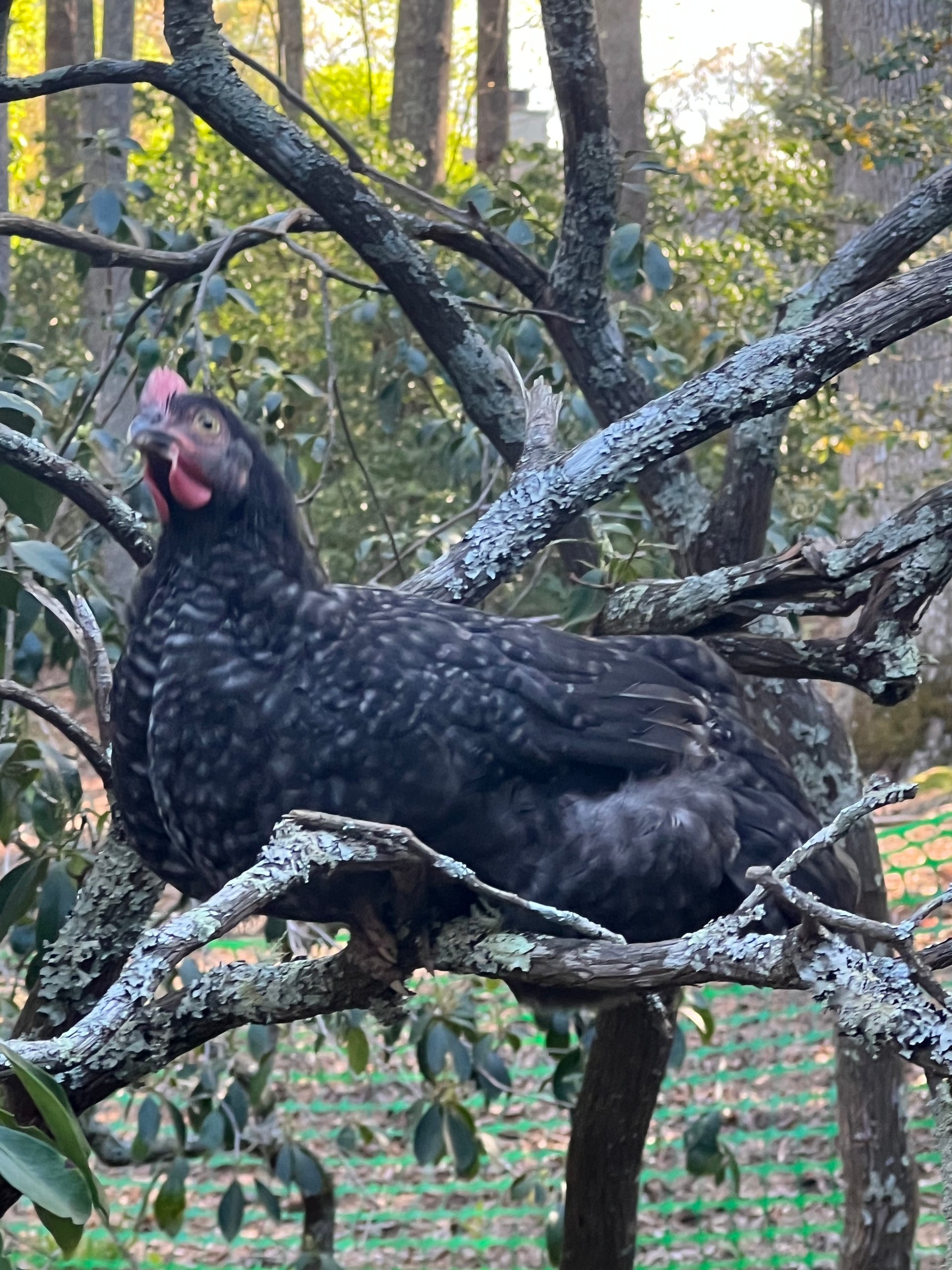 GORGEOUS Baby Roos! on Farmish