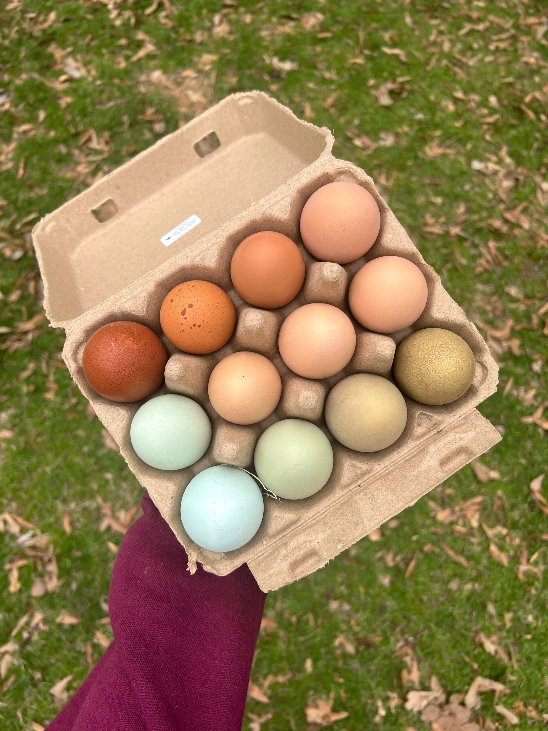 Farm Fresh Rainbow Eggs on Farmish