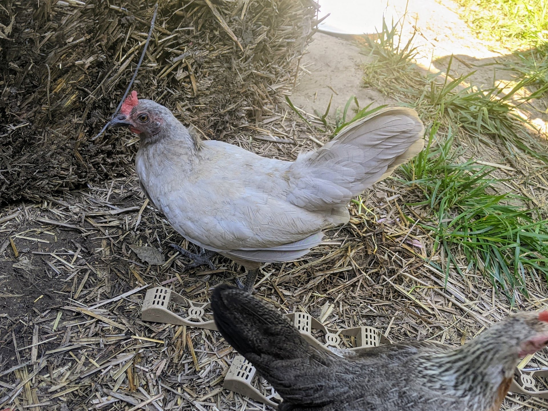 Straight run bantam easter eggers. on Farmish
