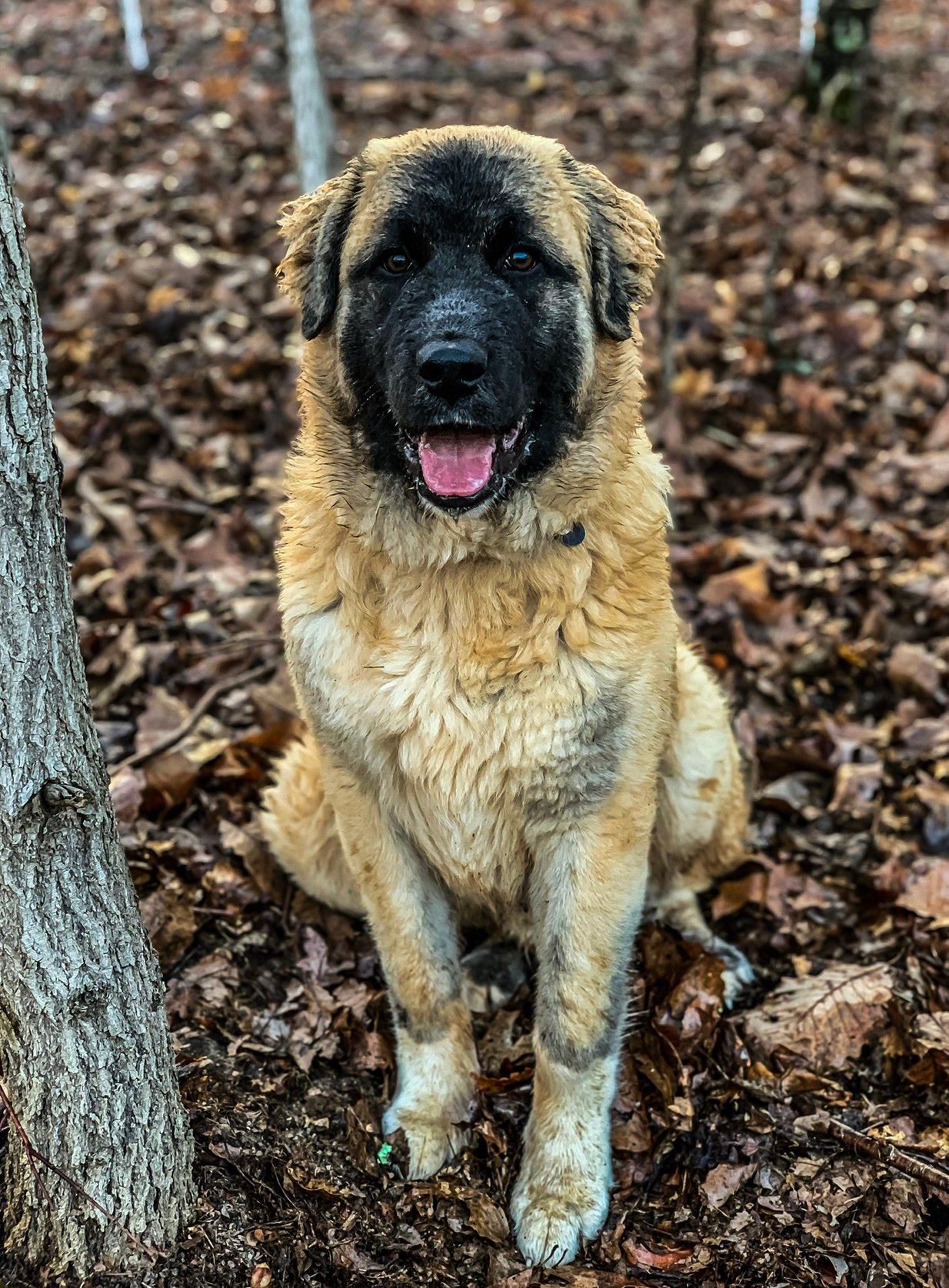 Great Pyrenees / Kangal Cross Livestock Guardian Puppies on Farmish