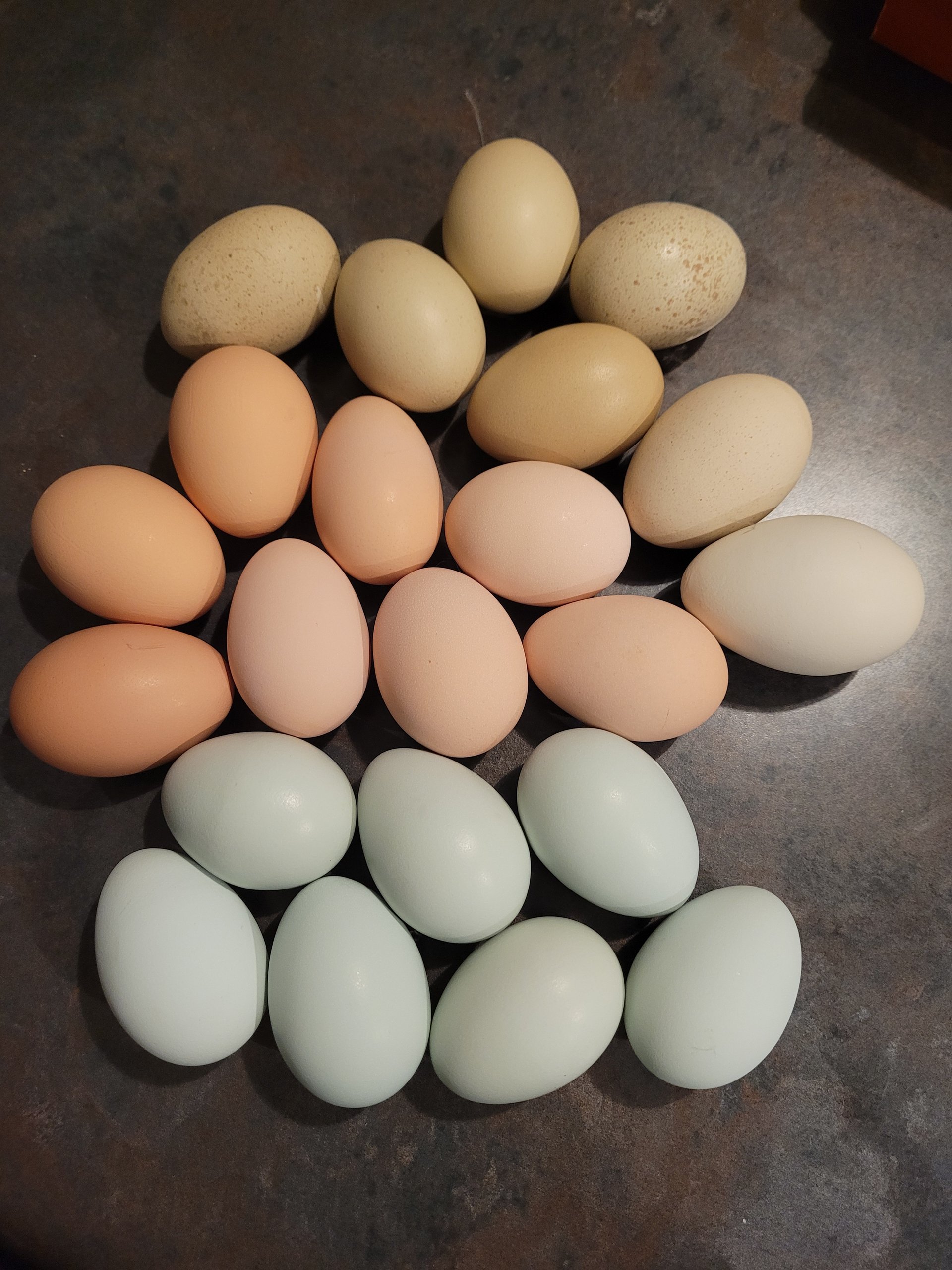 Hatching eggs Dz on Farmish