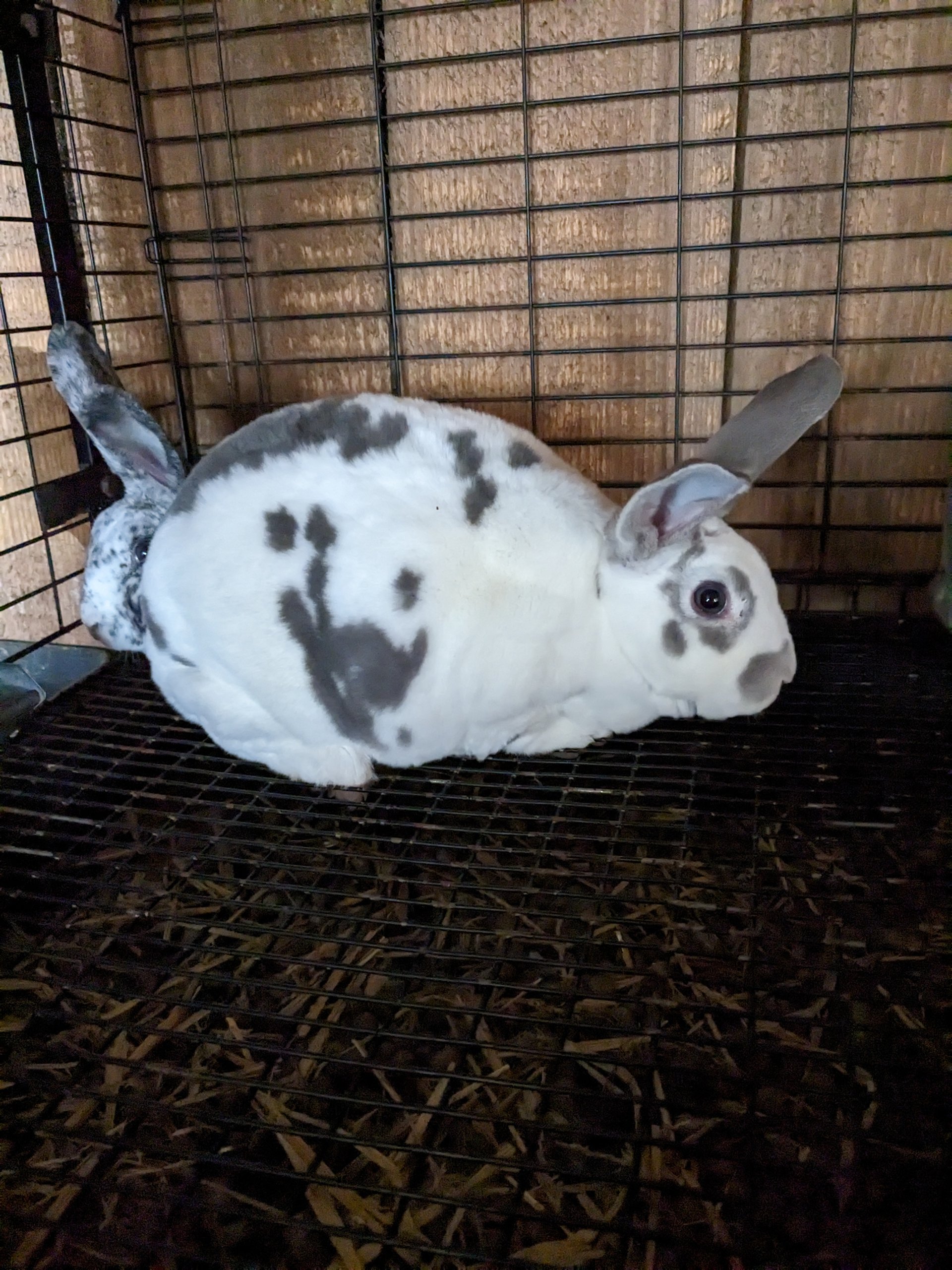 Broken Blue Chin Rex Buck on Farmish