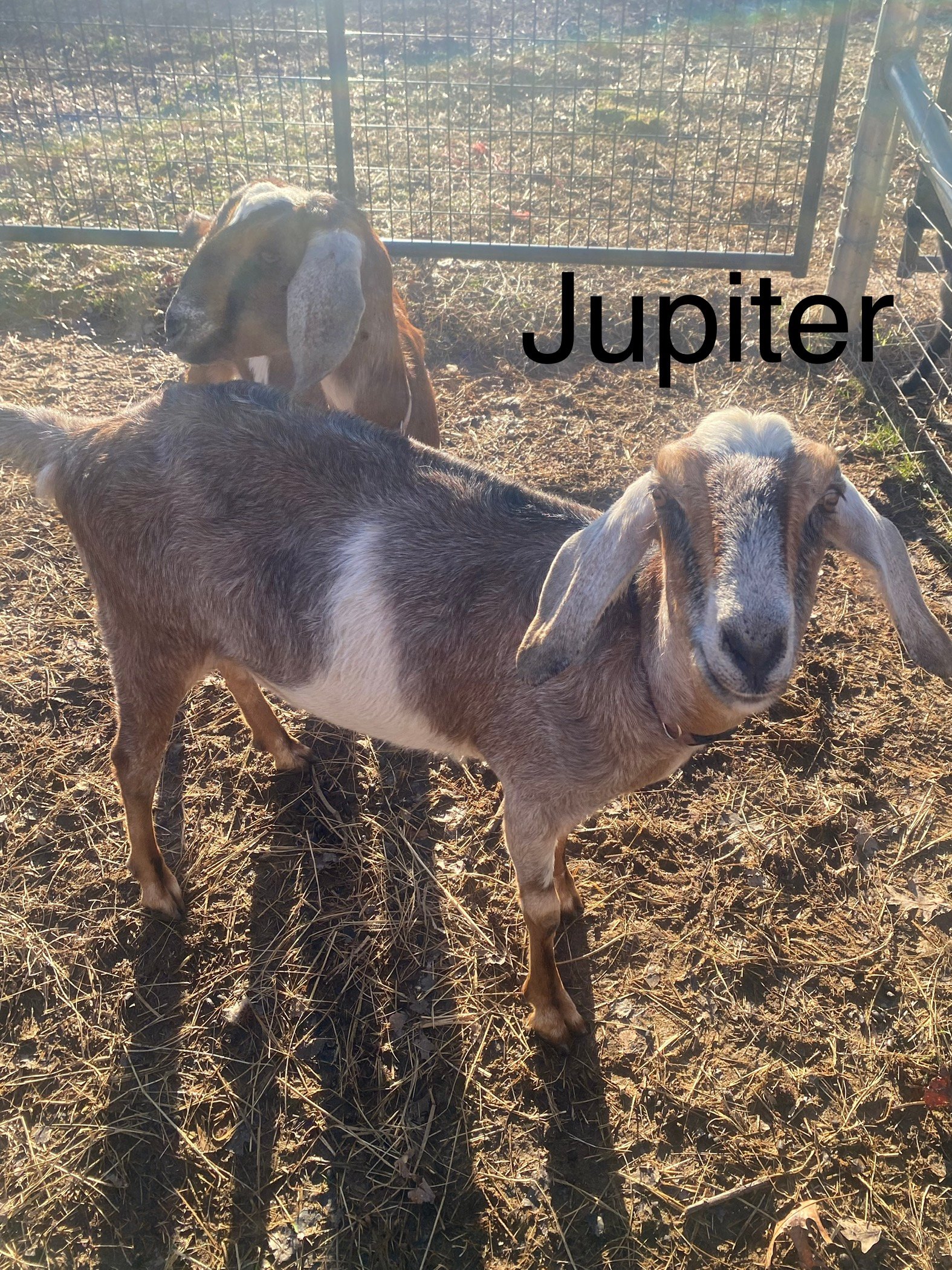 Purebred Nubian Doe-3yr old on Farmish