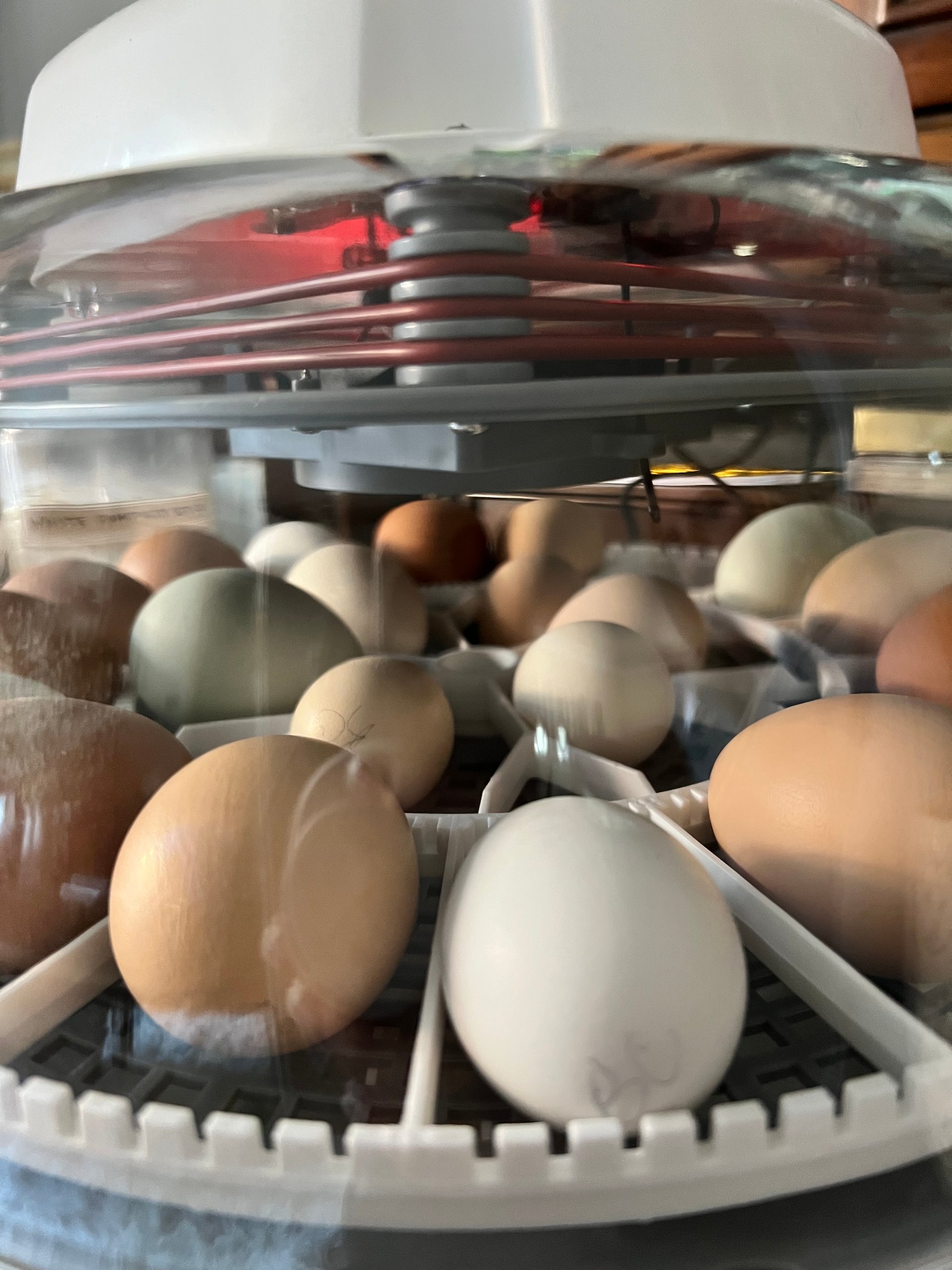 Baby Chicks rare/barnyard mix on Farmish