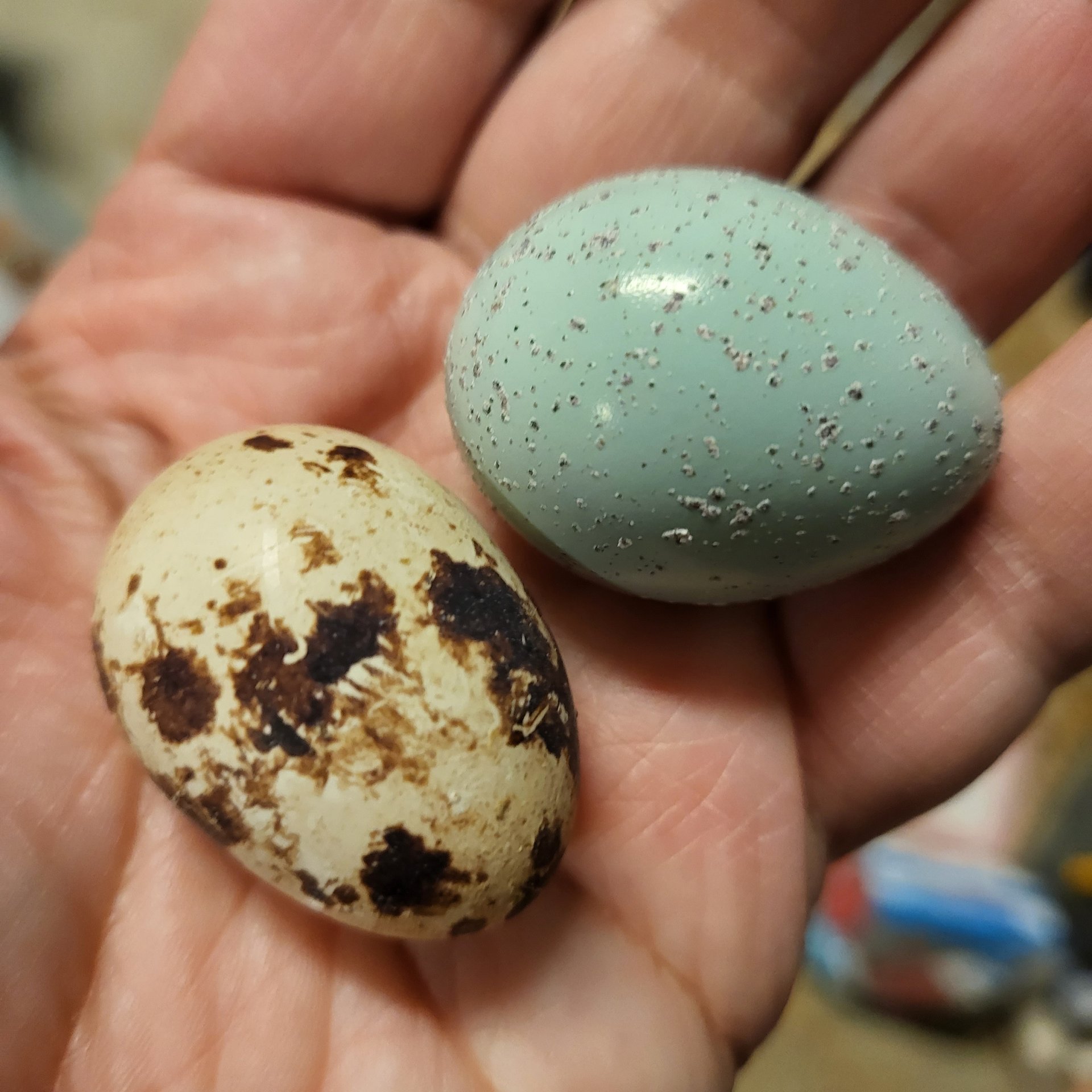 Fertilized Quail Hatching Eggs on Farmish
