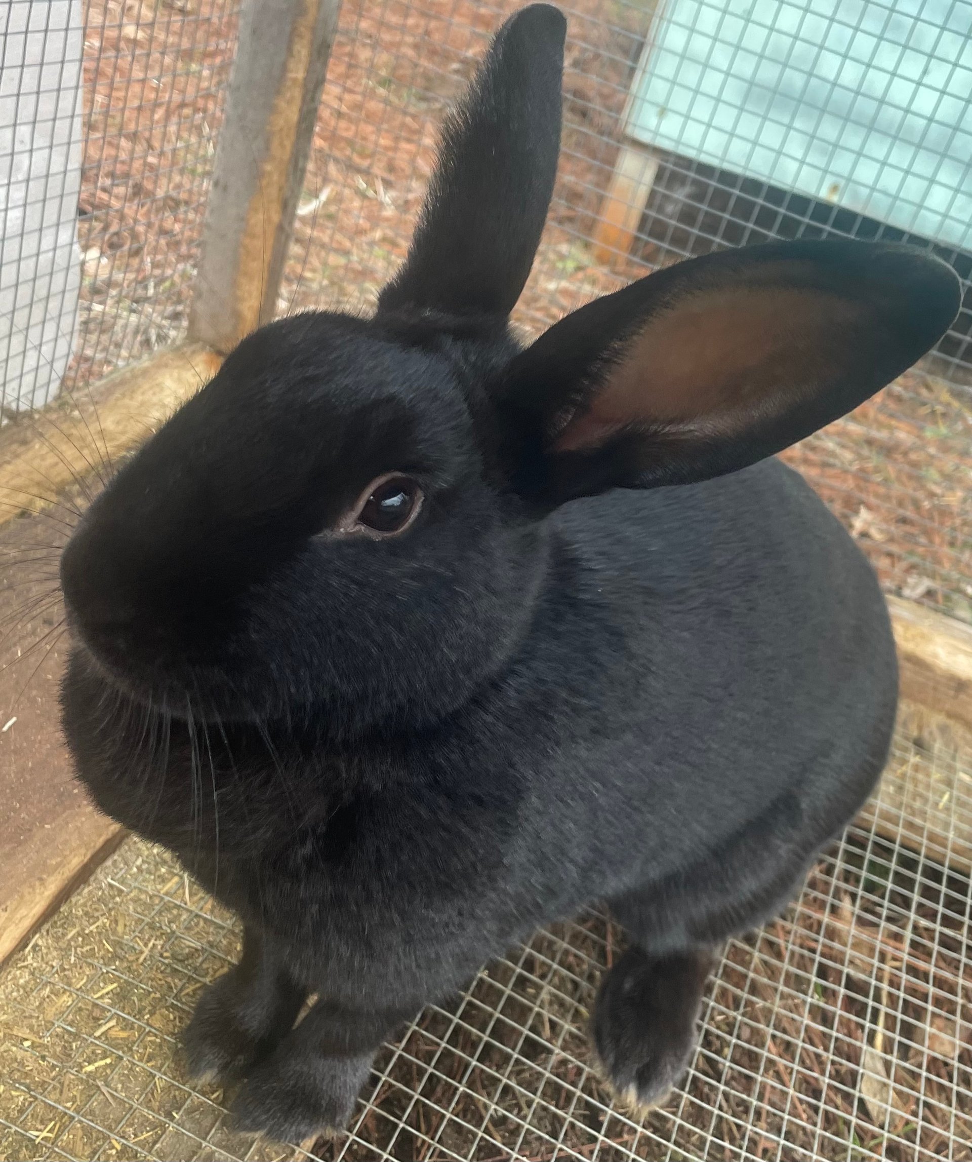 Rabbit for sale on Farmish