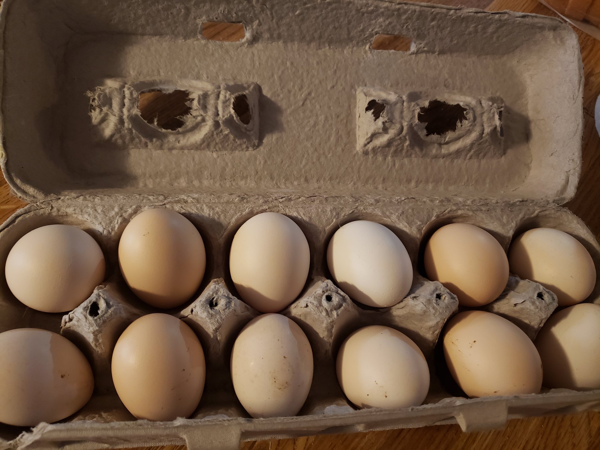 Calico bantam cochin eggs on Farmish