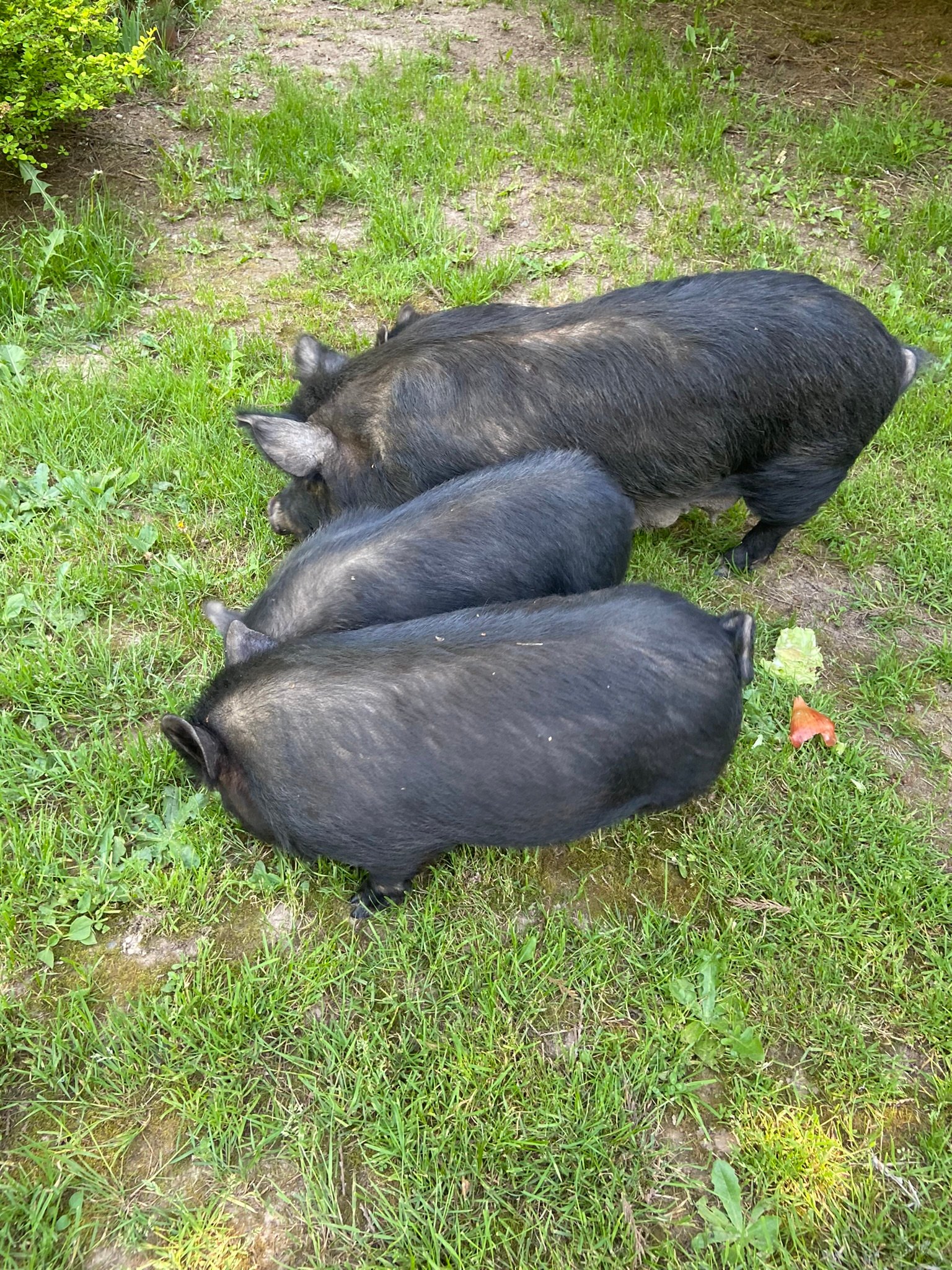 Barnyard Pigs on Farmish