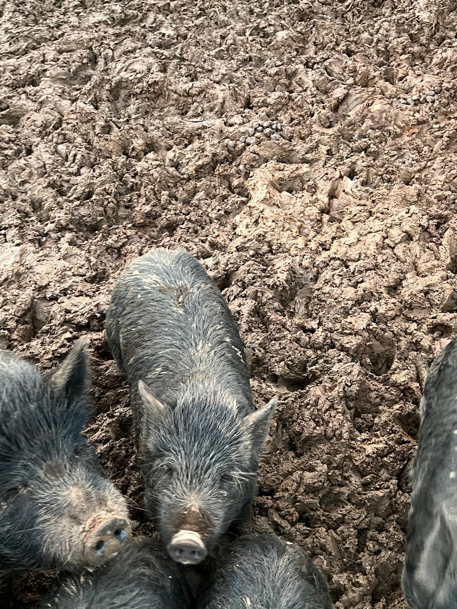 American Guinea Hogs - 2 barrows 3 gilts on Farmish