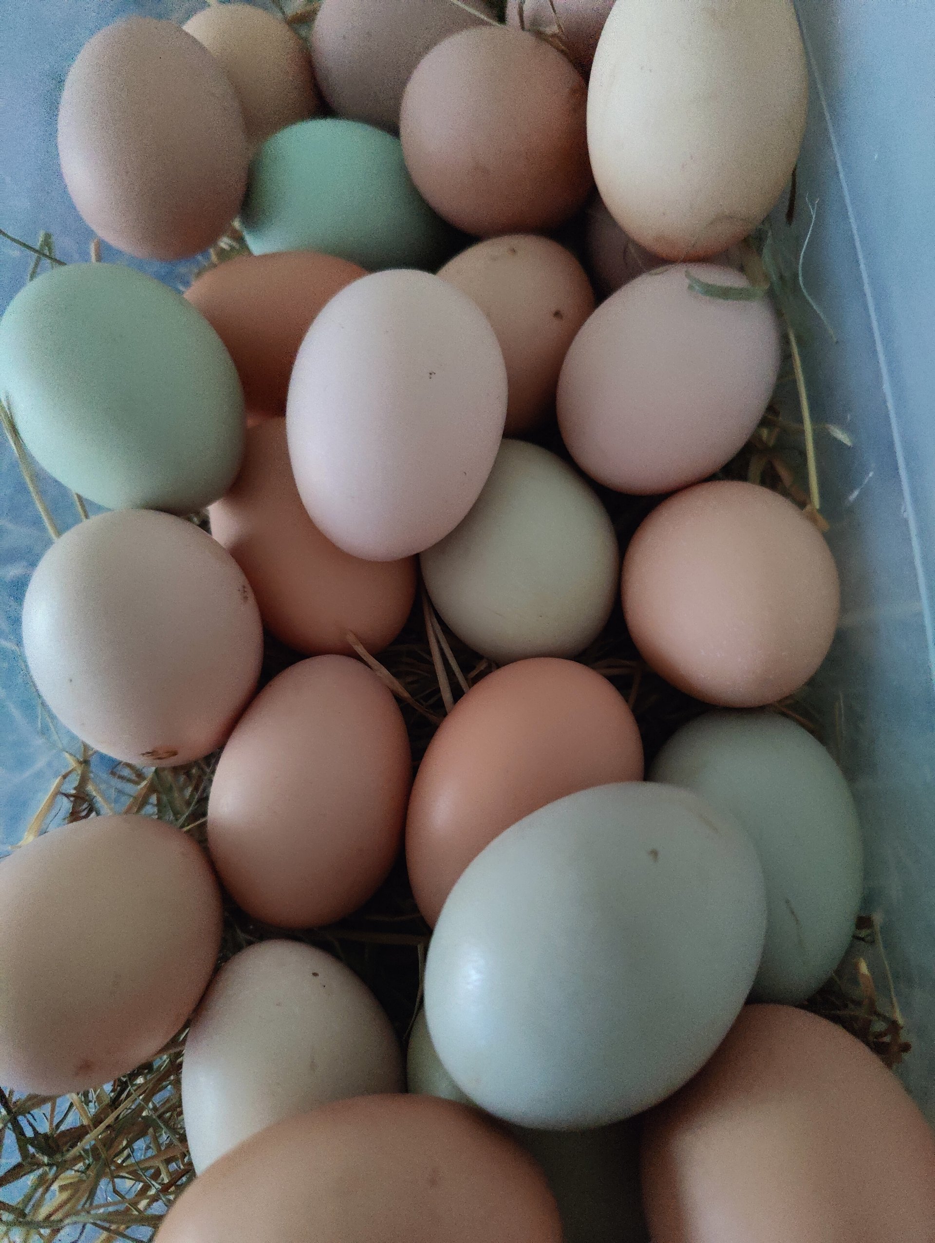 Farm fresh free range eggs on Farmish