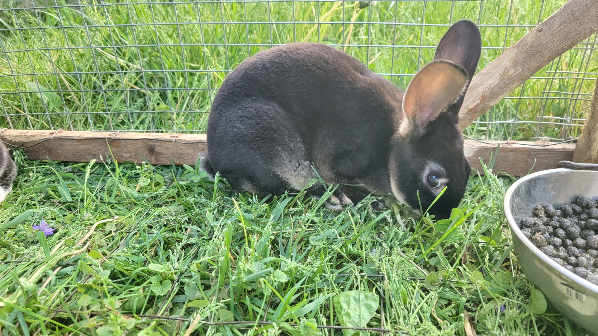 Purebred Rex Rabbits on Farmish
