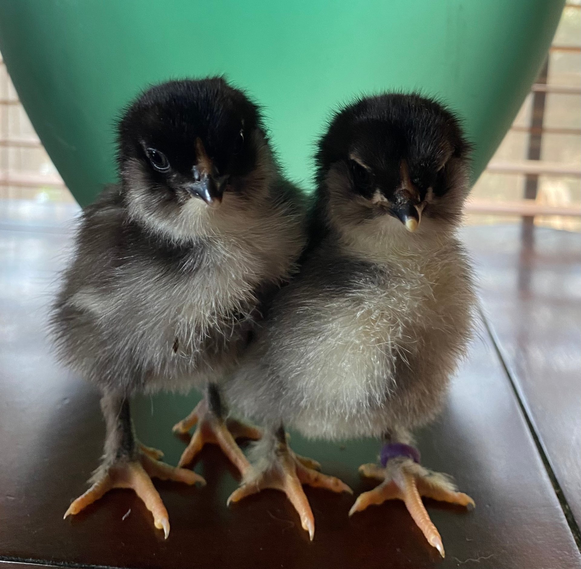 BCM, Ameraucana, and F1 Olive Egger chicks on Farmish