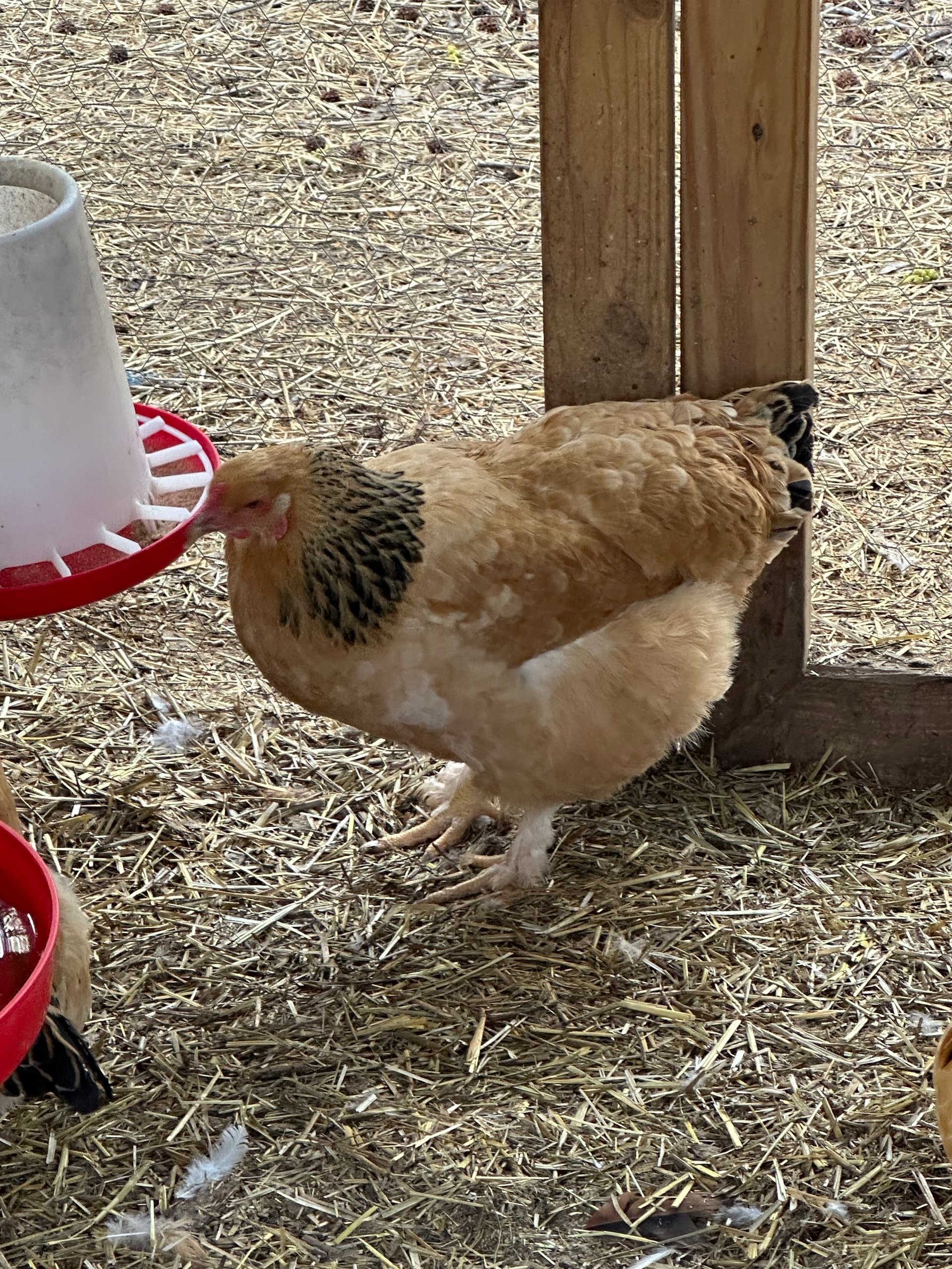Buff Brahma Hatching Eggs on Farmish